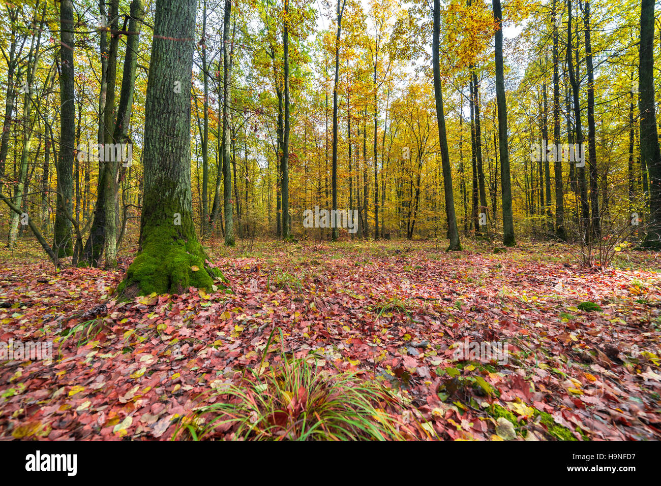 landscape. colorful autumn forest Stock Photo - Alamy