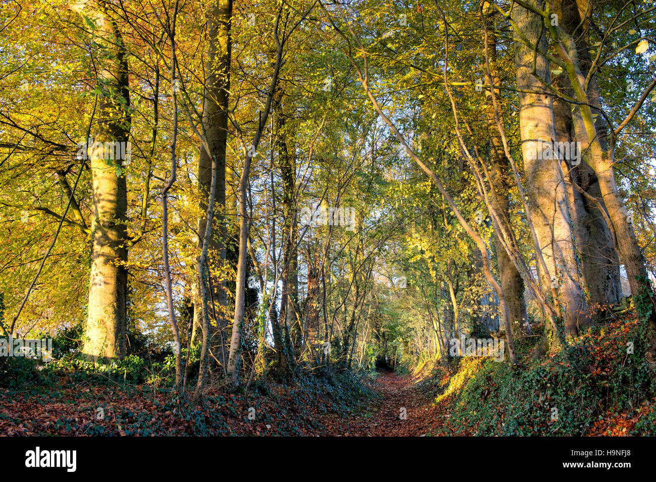 Fagus sylvatica. Bridleway through beech trees with autumn foliage in ...