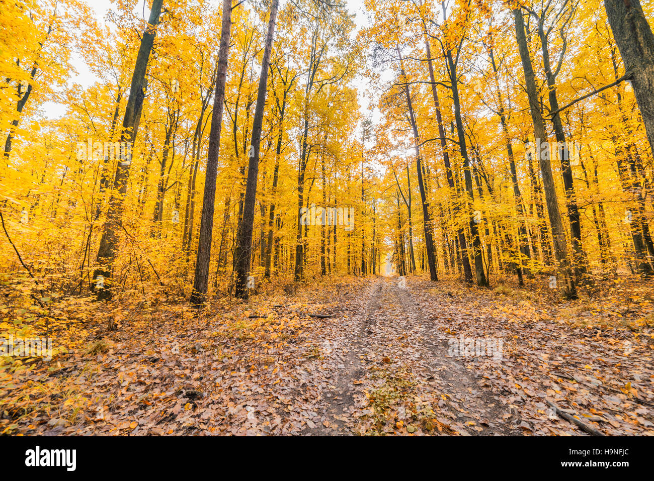 path in the colorful autumn forest Stock Photo - Alamy