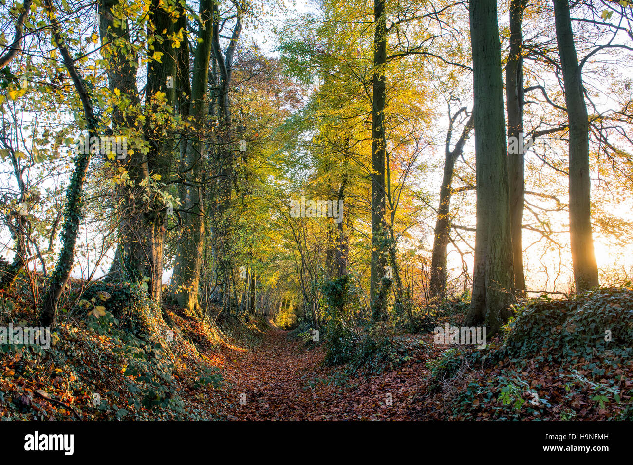 Woodland bridleway hi-res stock photography and images - Alamy