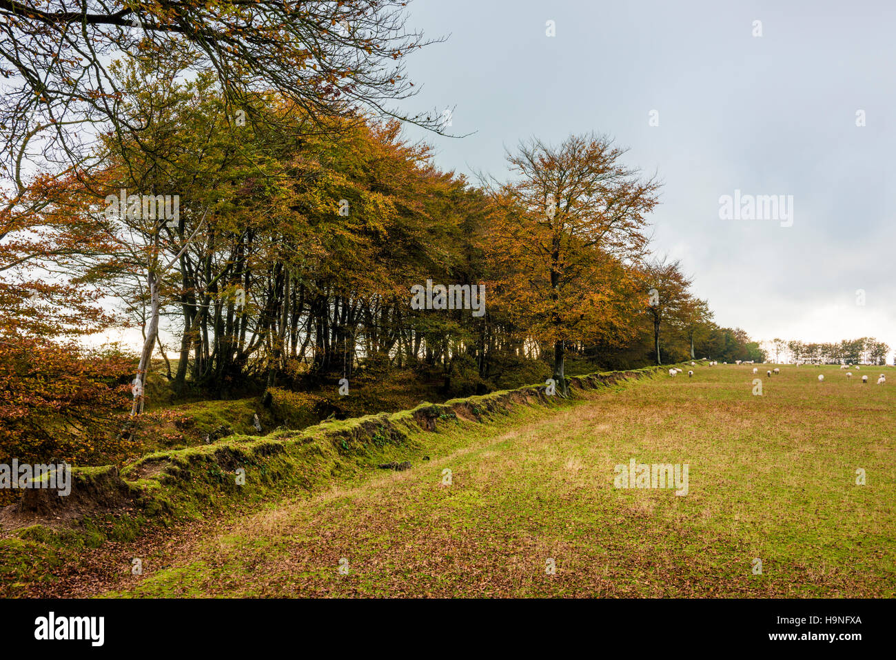 Row of beech trees along The bed of the old West Somerset Mineral ...