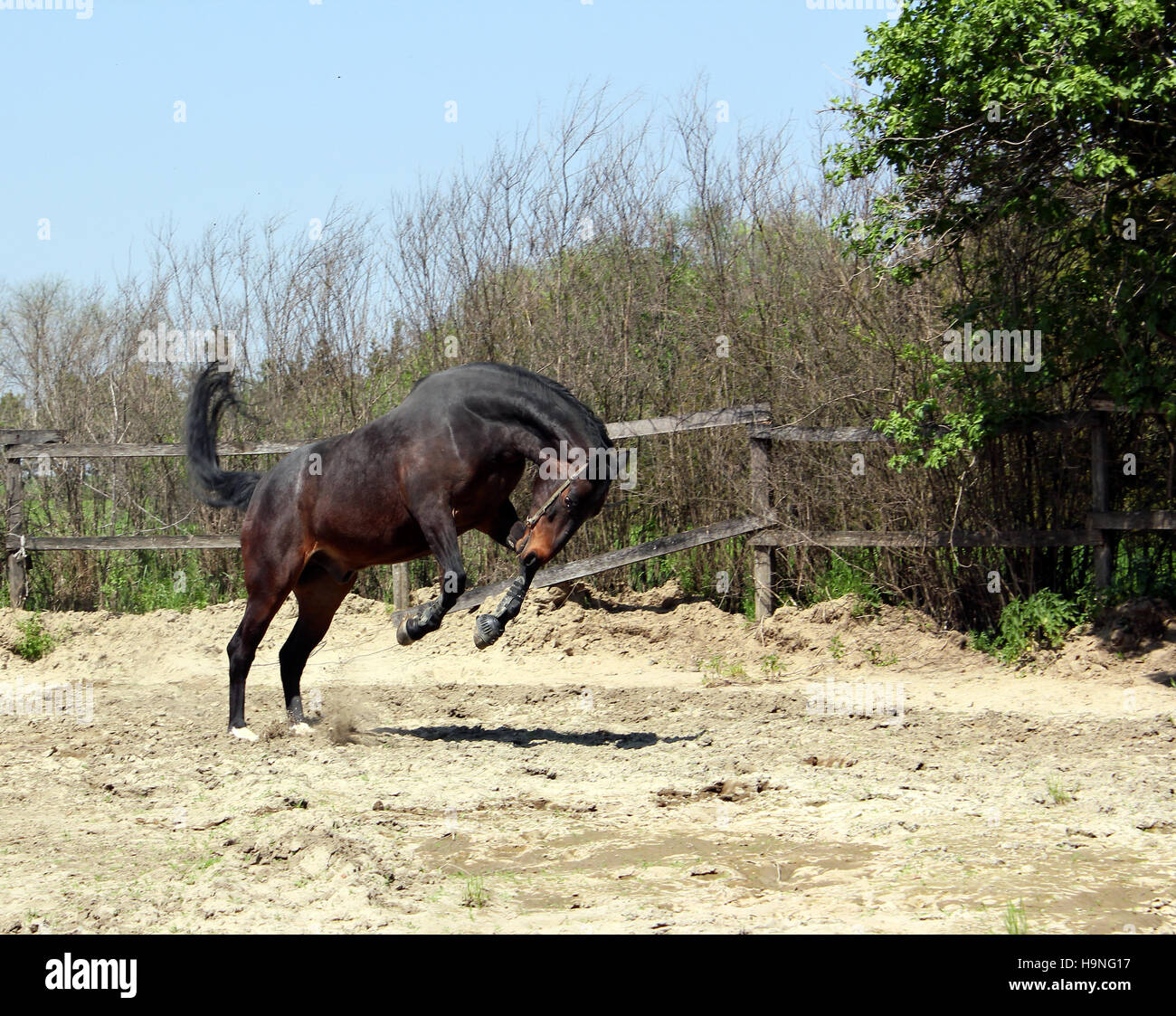 powerful horse running and jumping Stock Photo - Alamy