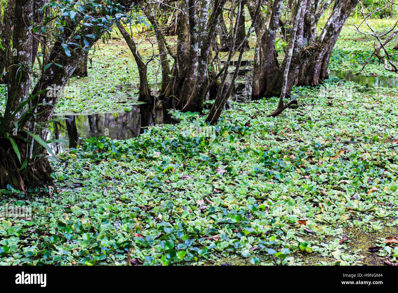 Corkscrew swamp sanctuary hi-res stock photography and images - Alamy