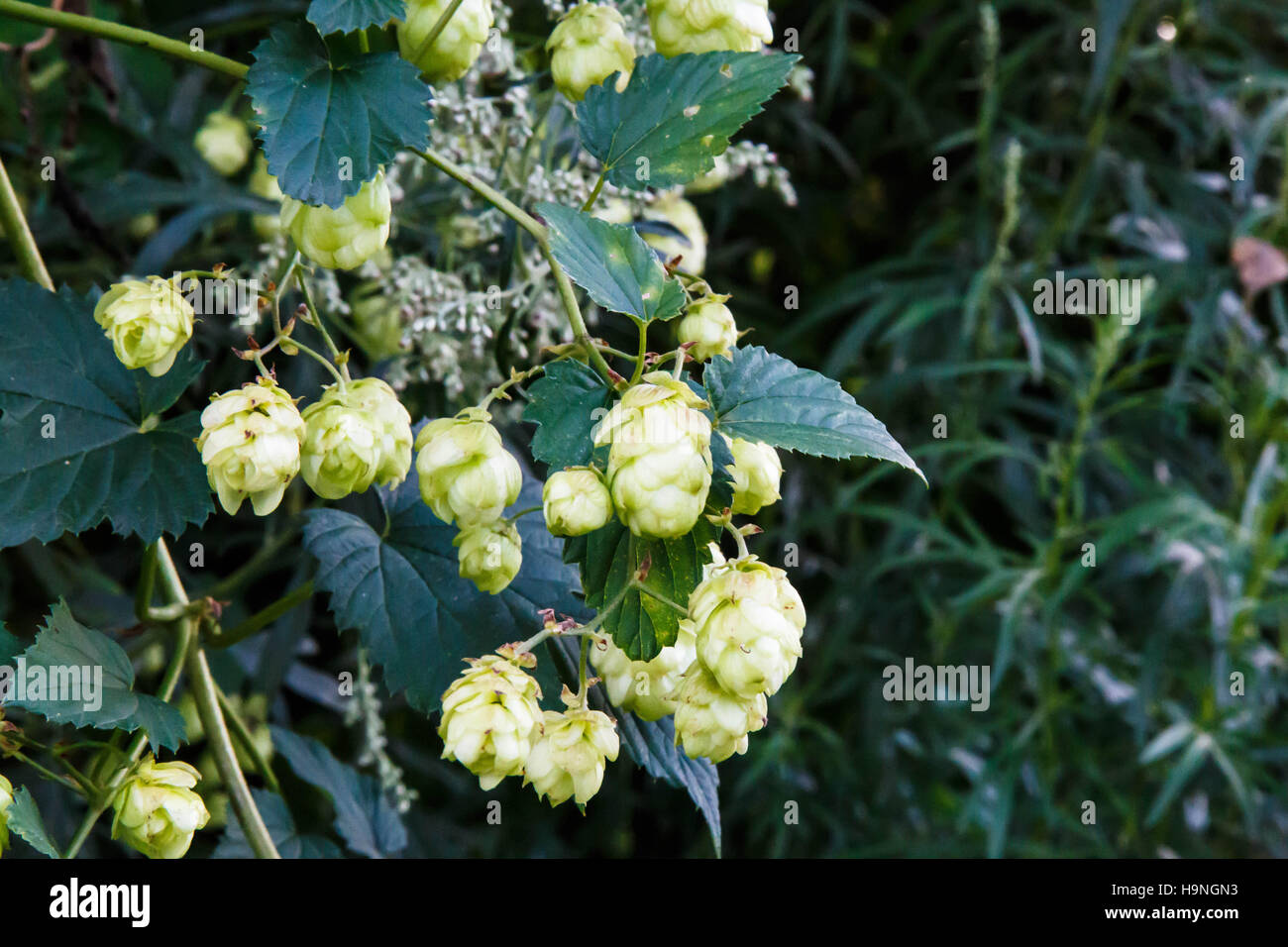 Local tree species hi-res stock photography and images - Alamy