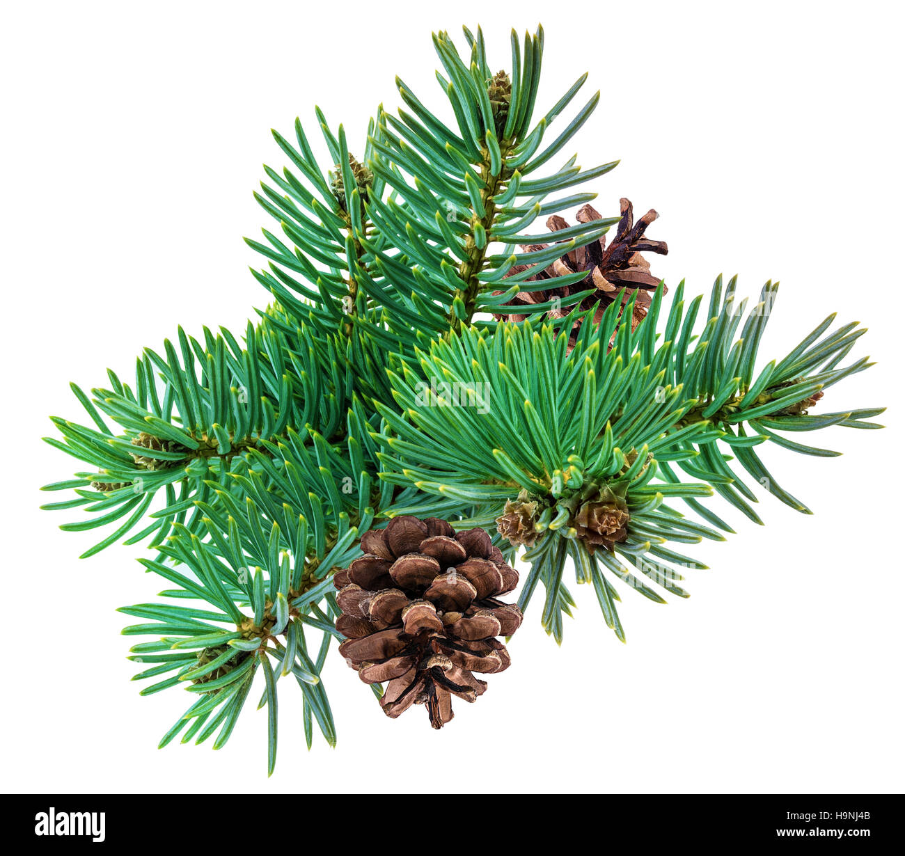 Cone of the tree hi-res stock photography and images - Alamy