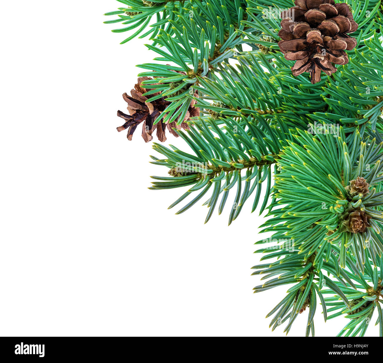 Cone of the tree hi-res stock photography and images - Alamy
