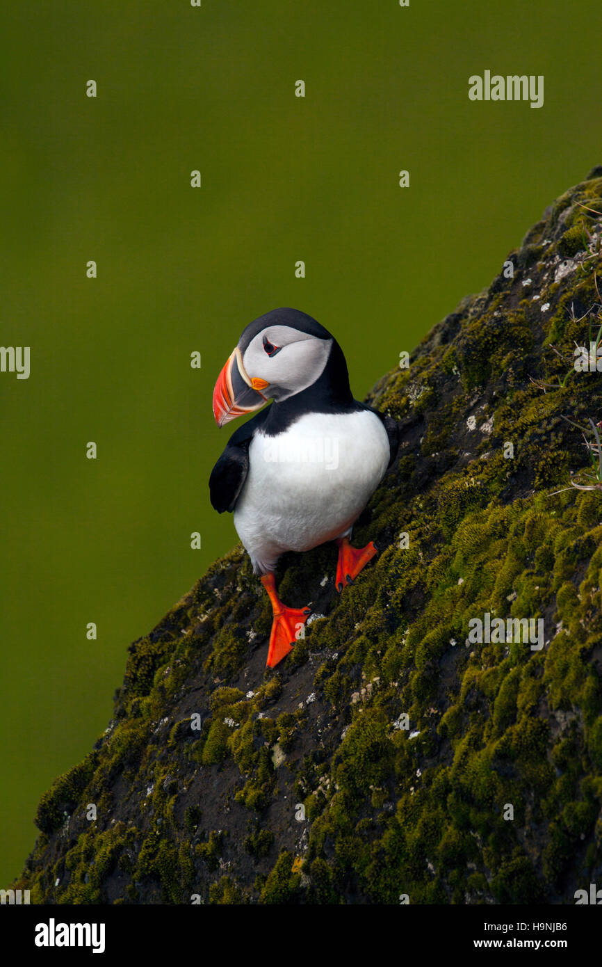 Puffin in Iceland Stock Photo - Alamy