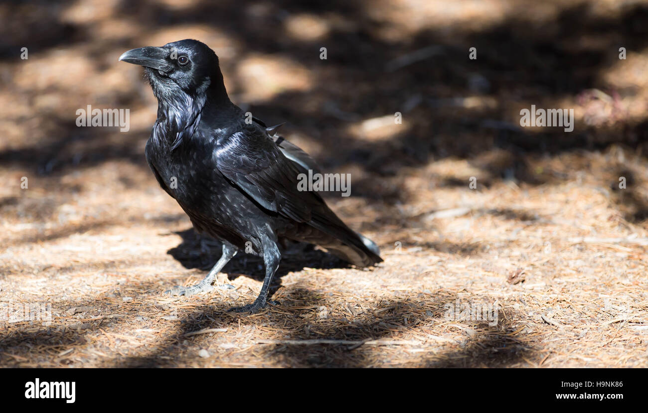 Side view of raven hi-res stock photography and images - Alamy