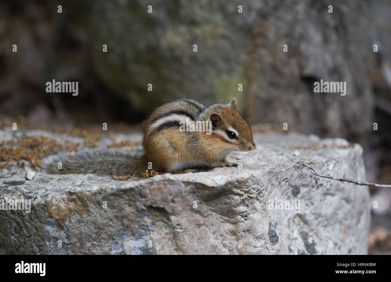 Reddish brown eye stripe hi-res stock photography and images - Alamy