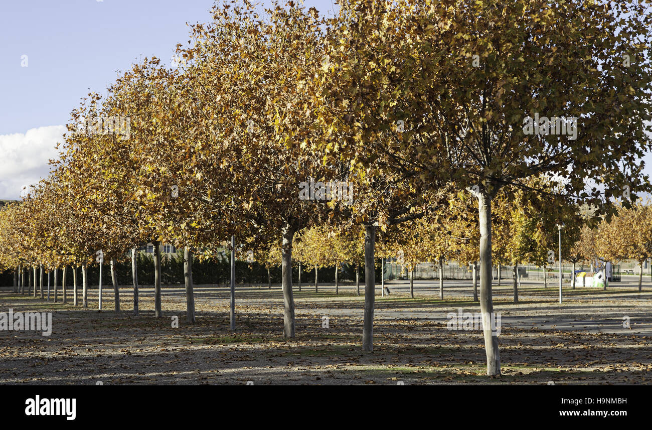 Branches of leaves hanging from tree, landscape Stock Photo - Alamy