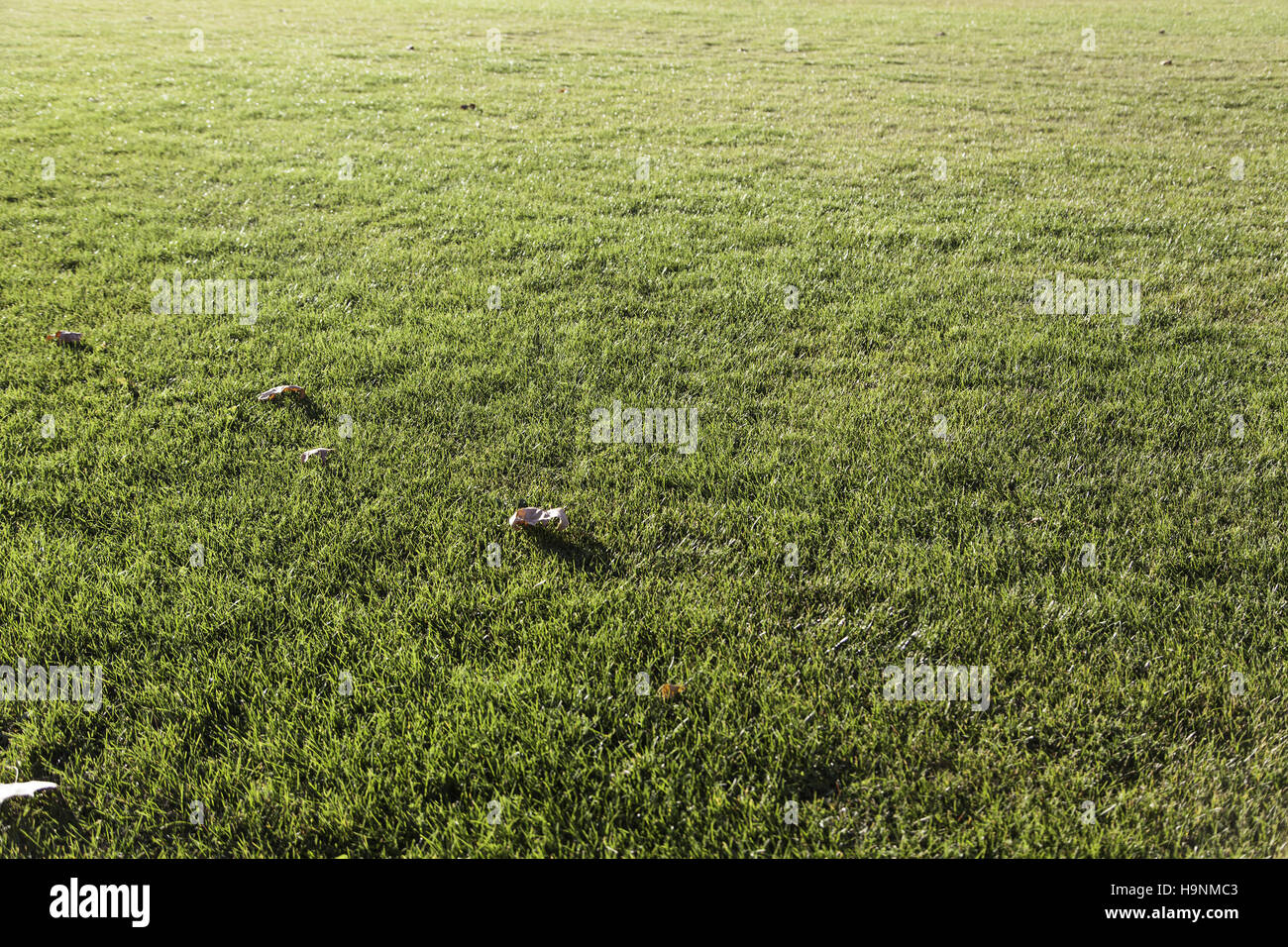 Park grass field, nature and landscape Stock Photo - Alamy