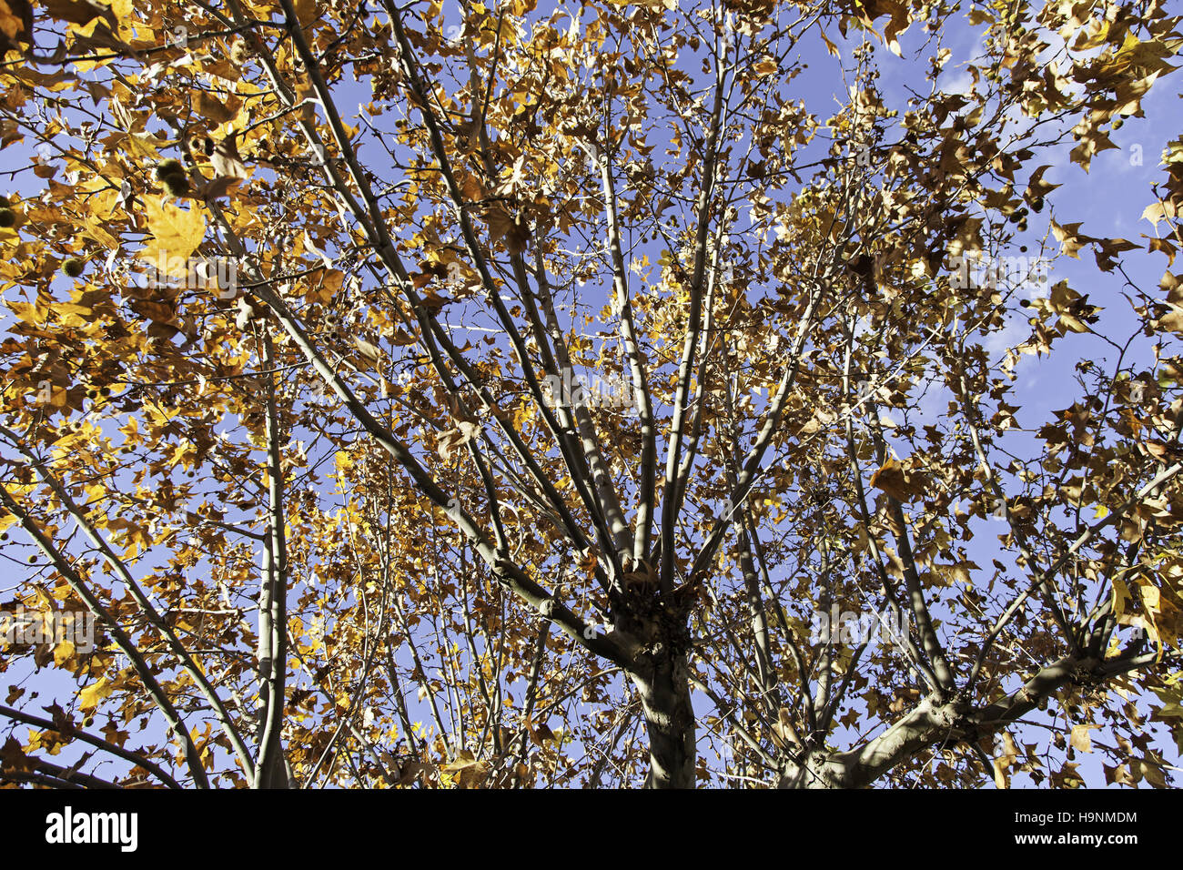 Branches of leaves hanging from tree, landscape Stock Photo - Alamy