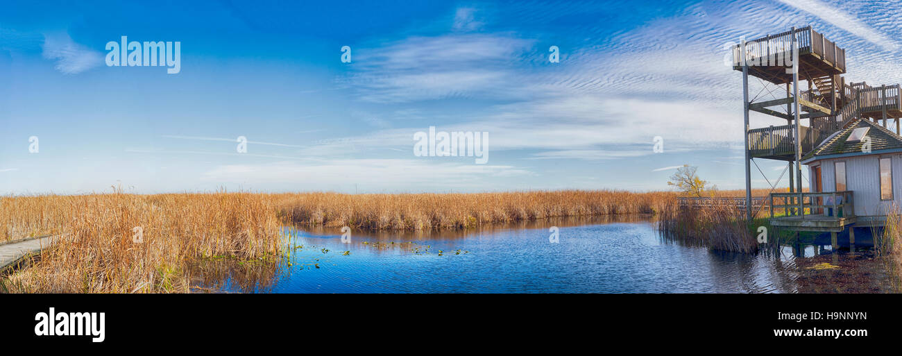 Panoramic view of Point Pelee national park boardwalk and lookout in ...