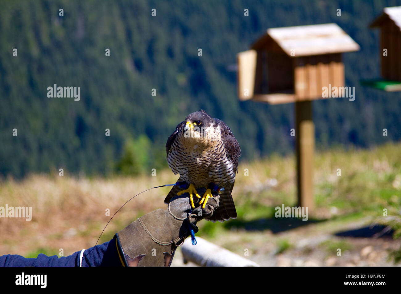 Hawk handler canada hi-res stock photography and images - Alamy