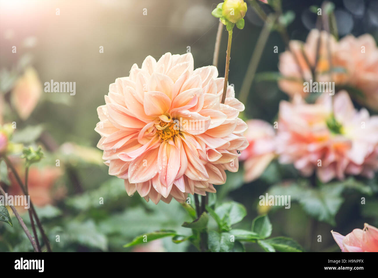 Beautiful flower with Sun light beautiful background Stock Photo - Alamy