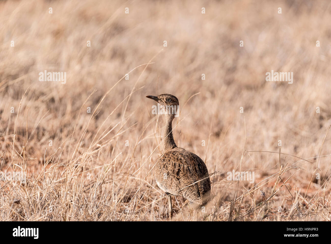 A standing Buff Crested Bustard Stock Photo - Alamy