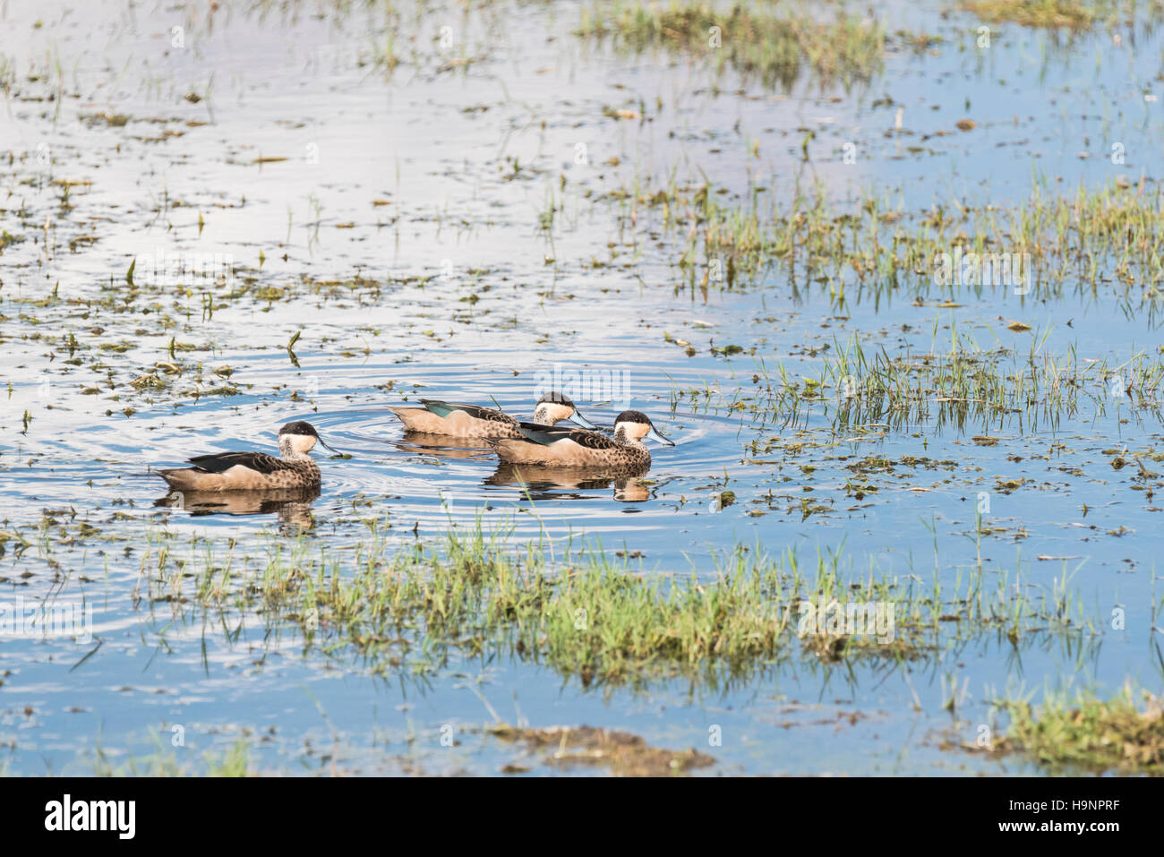 Hotentote hi-res stock photography and images - Alamy