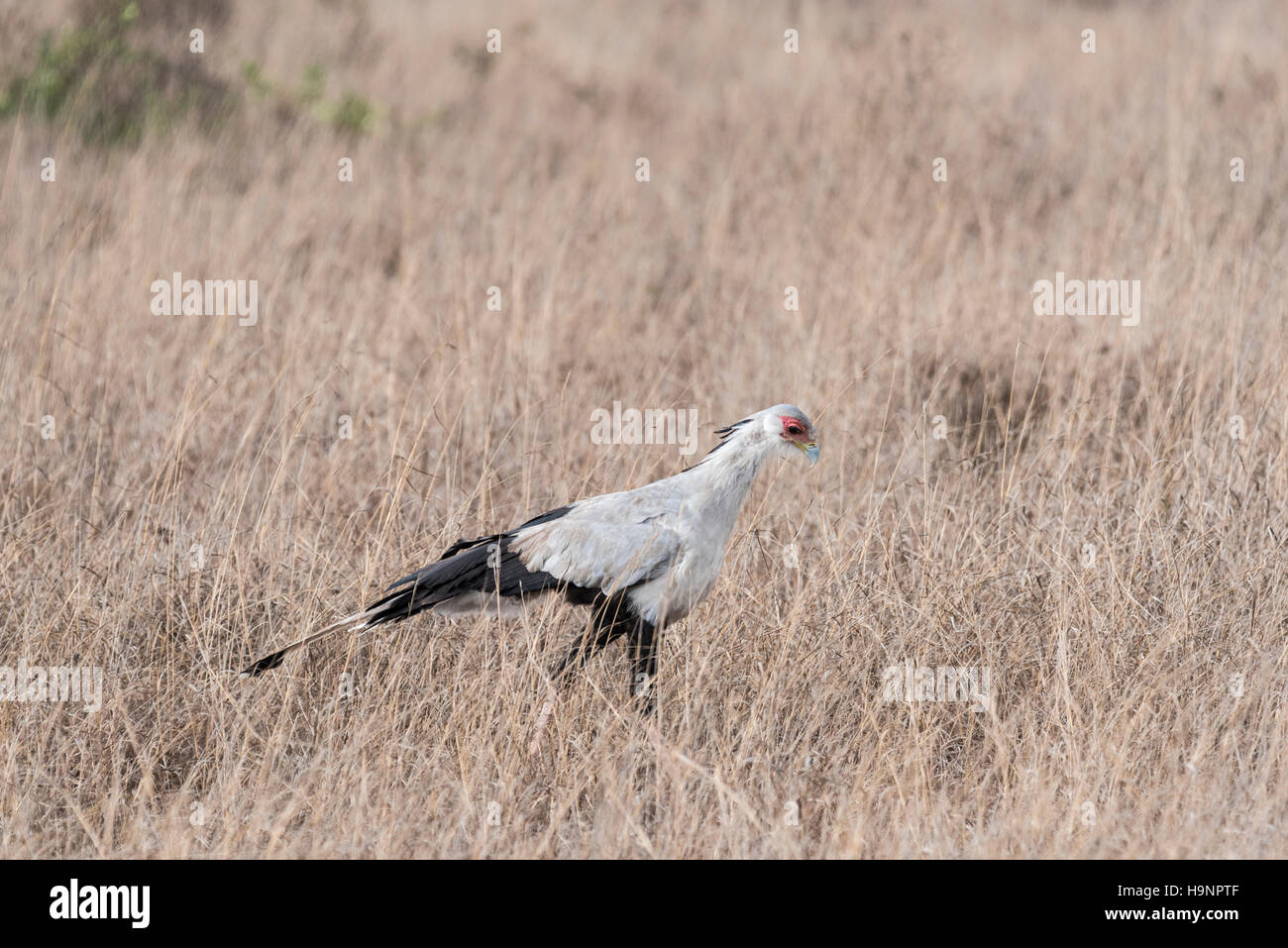 A walking Secretary Bird Stock Photo - Alamy
