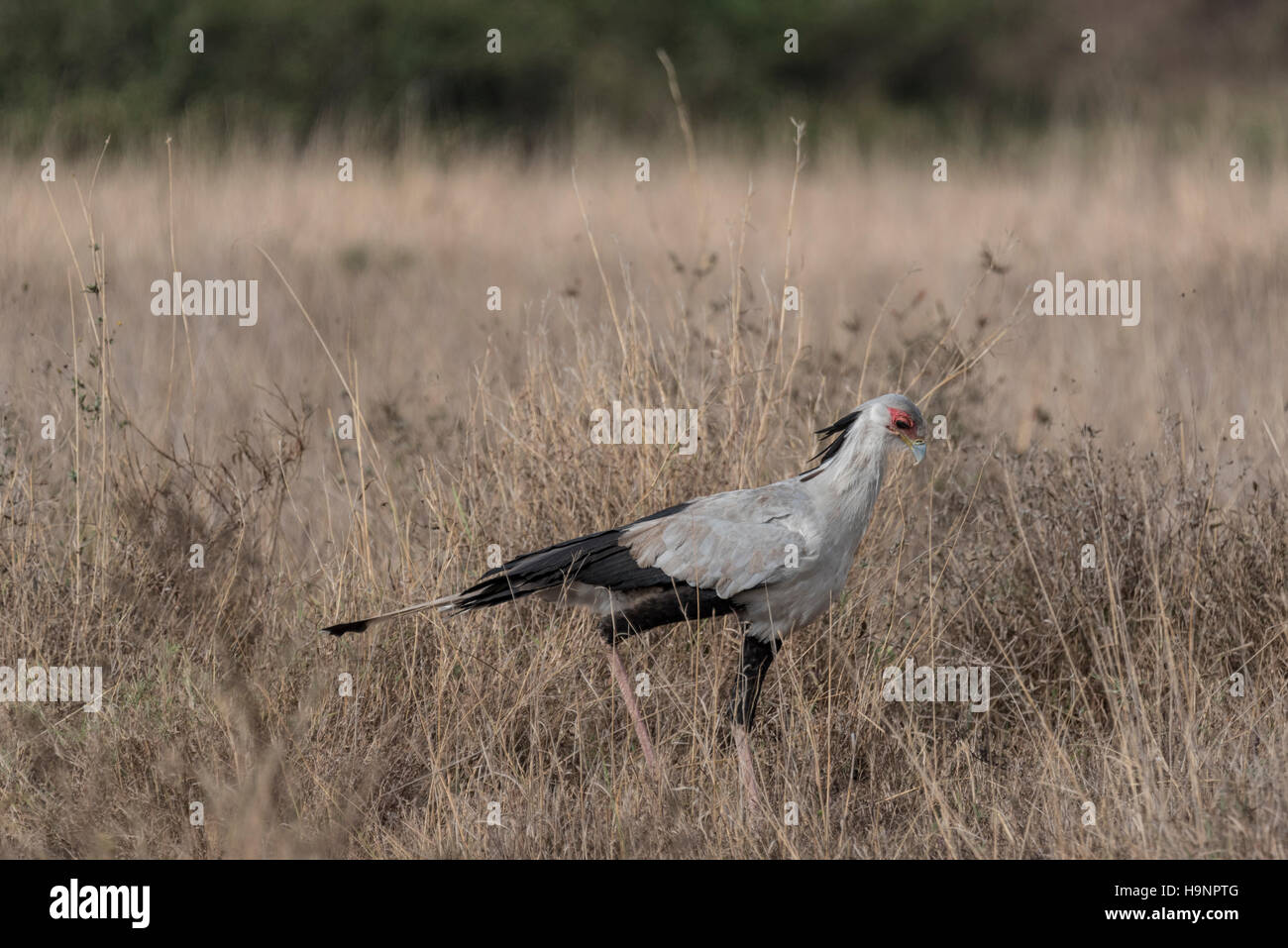 A walking Secretary Bird Stock Photo - Alamy