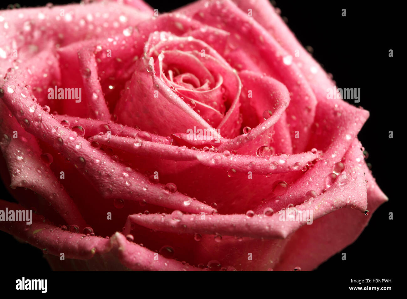 pink rose head isolater on black background Stock Photo - Alamy