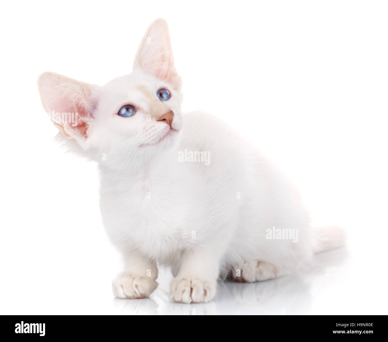 Siamese Balinese cat sits on a white background Stock Photo - Alamy