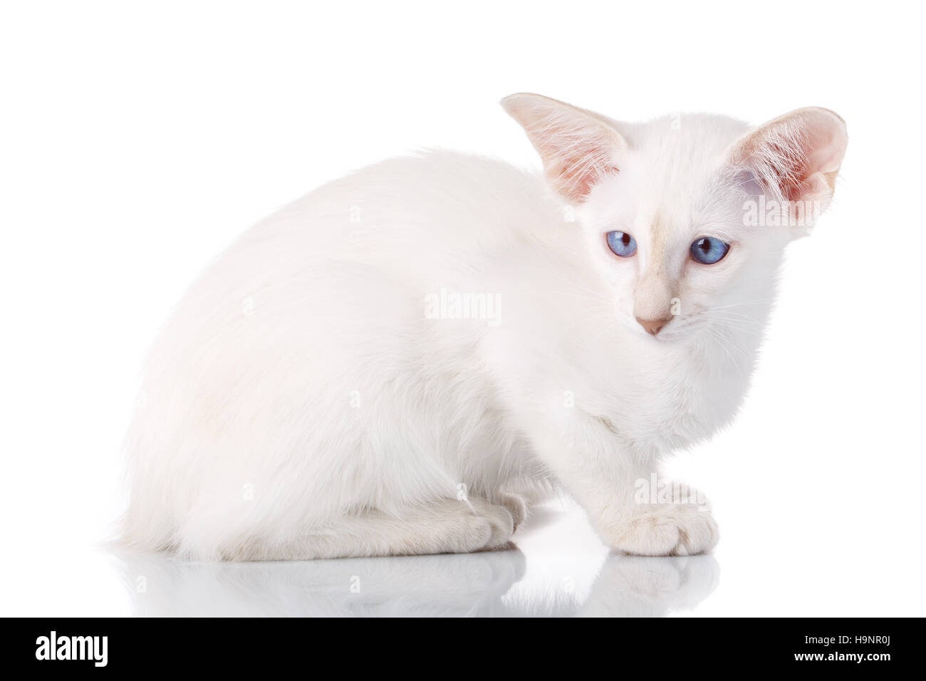 blue eye Siamese kitten, isolated on white Stock Photo - Alamy
