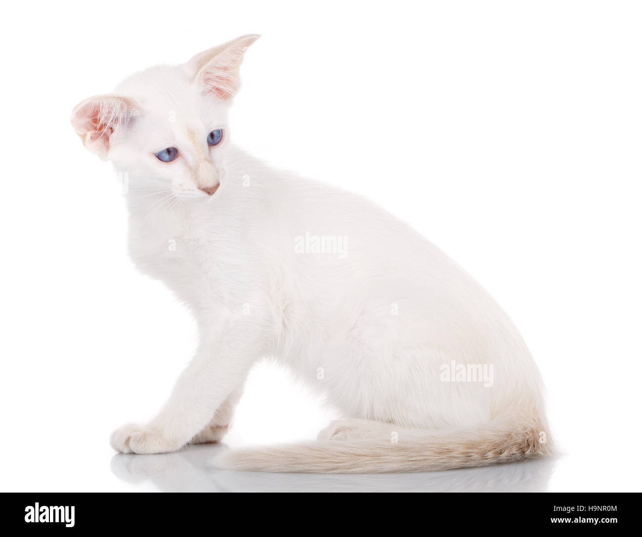 cat with blue eyes sitting on white background, side view Stock Photo ...