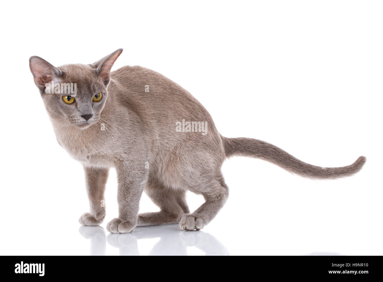 Cute adorable gray cat Cut Out Stock Images & Pictures - Alamy