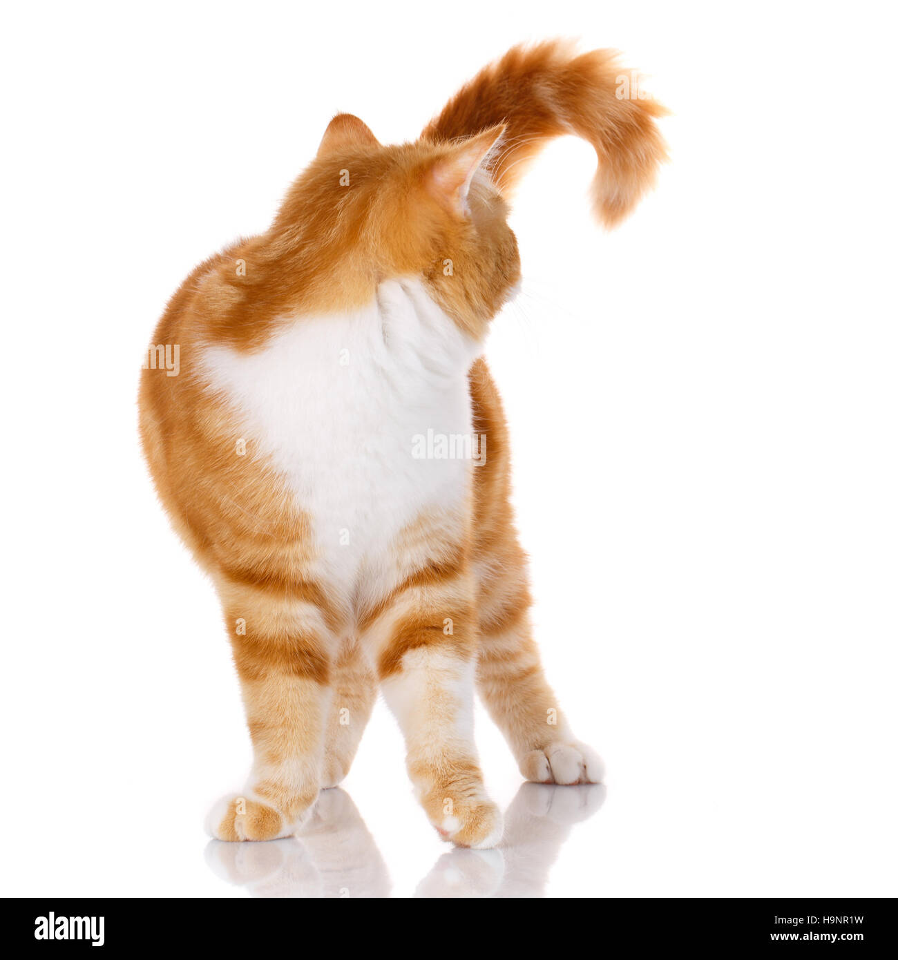 cat standing on white background turn back from his head Stock Photo ...