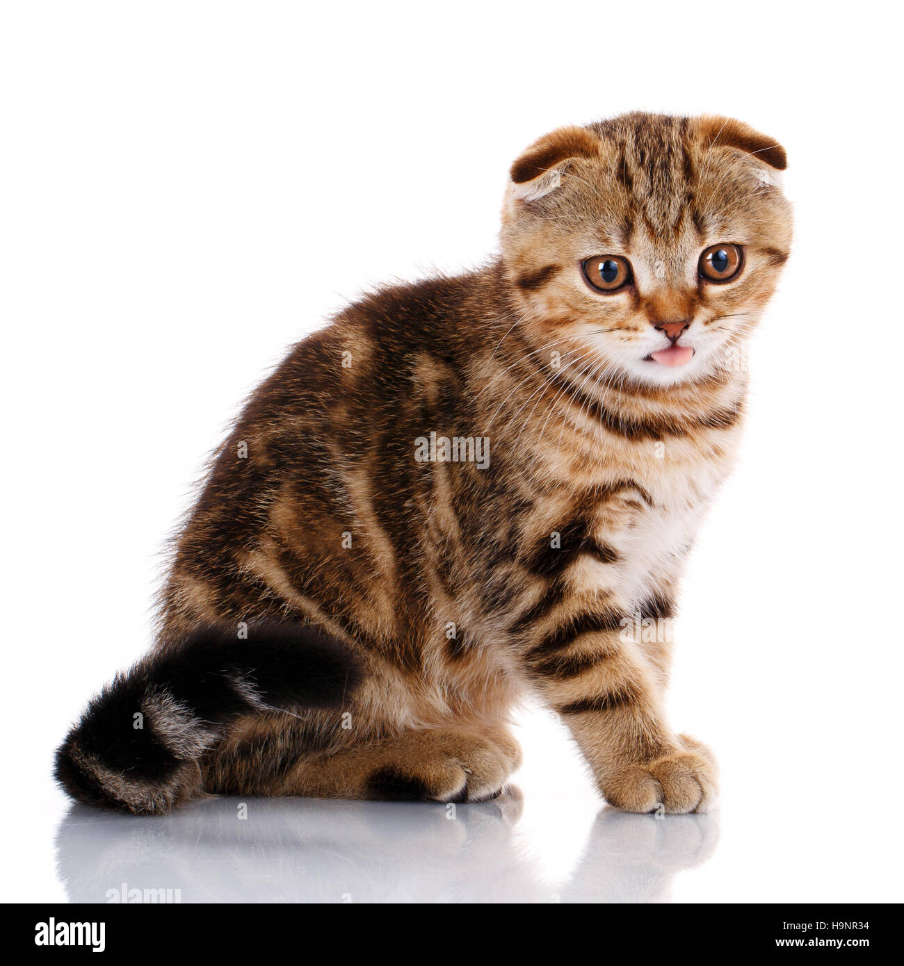 lop-eared scottish cat isolated Stock Photo - Alamy