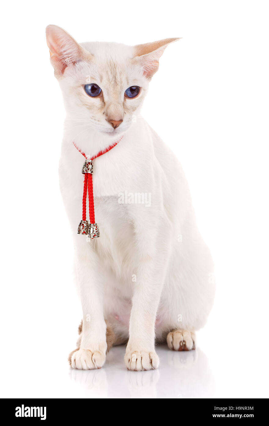 Siamese Cat on a white background Stock Photo - Alamy