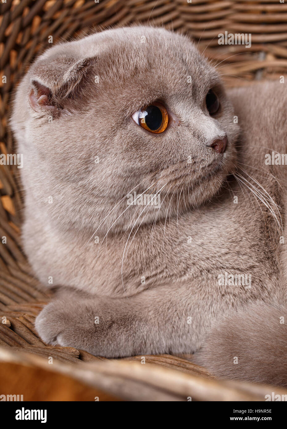 portrait of gray cat with yellow eyes Scottish Fold Stock Photo - Alamy