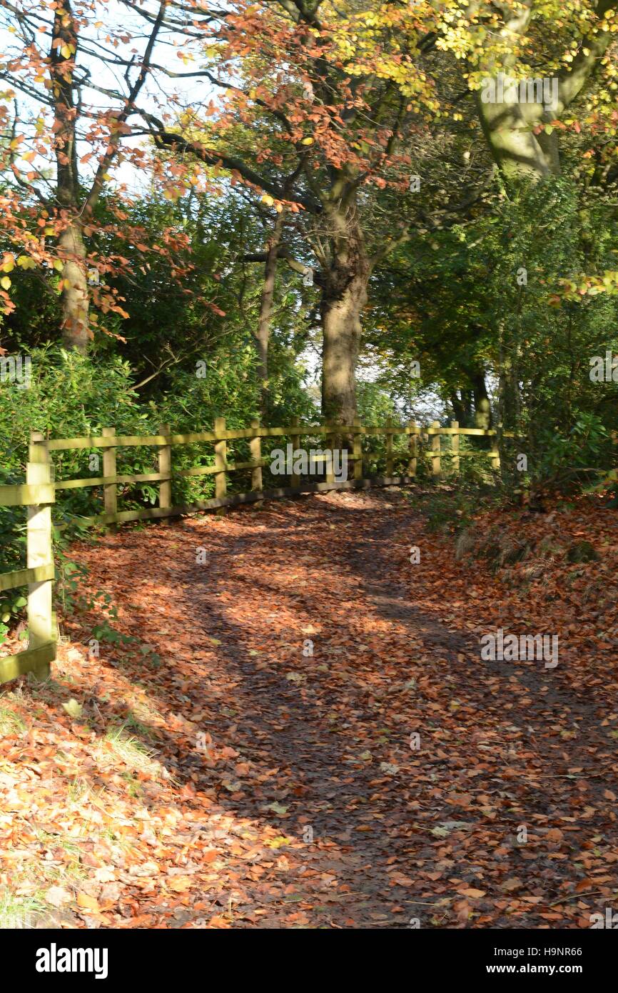 Pathway through copse hi-res stock photography and images - Alamy
