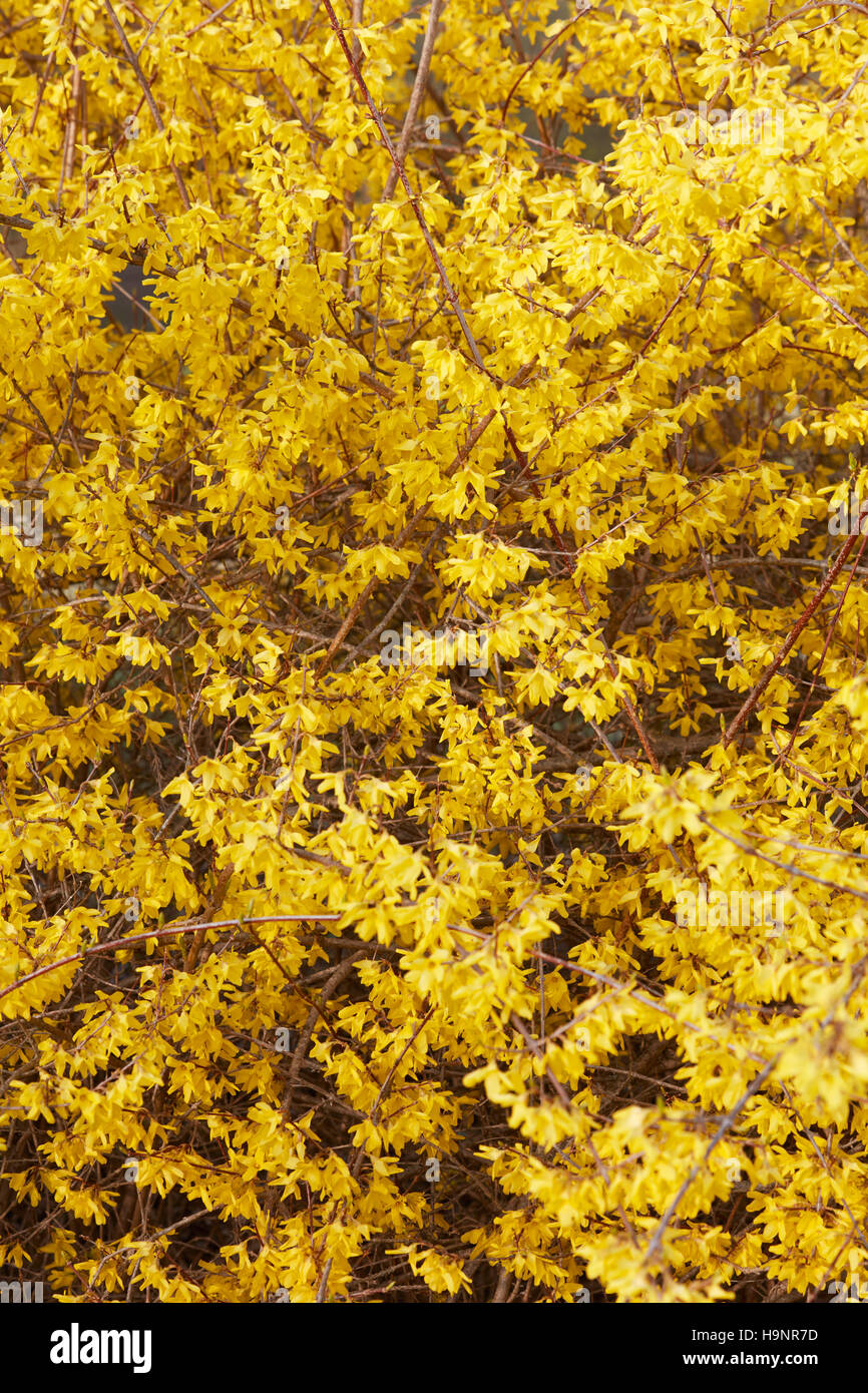 Yellow flowers texture hi-res stock photography and images - Alamy