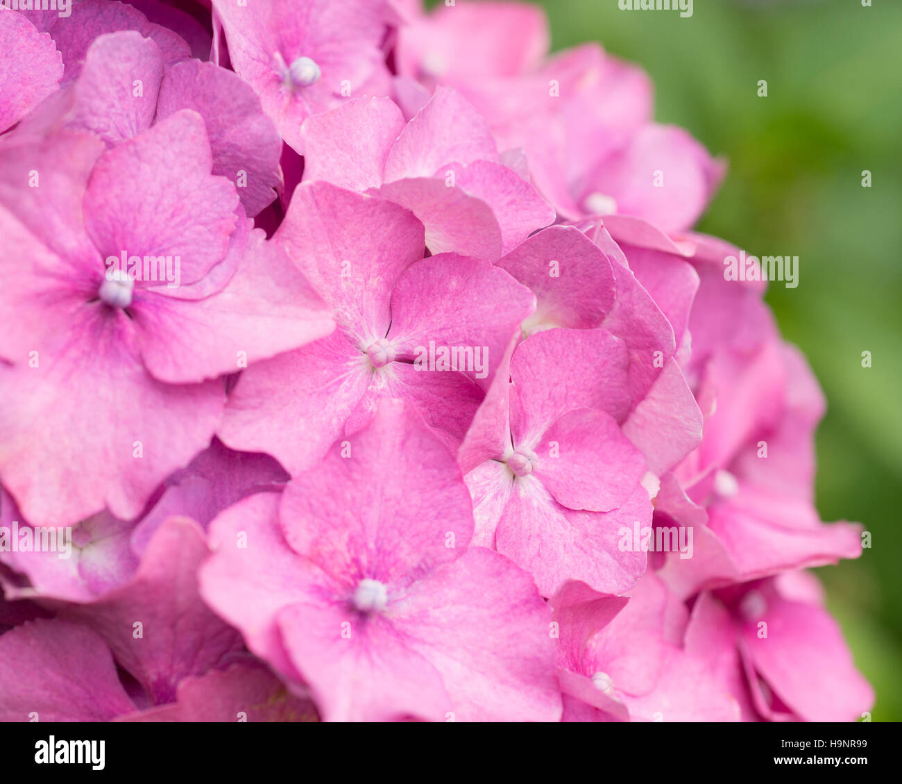 Flower pink hydrangea. Soft focus Stock Photo - Alamy