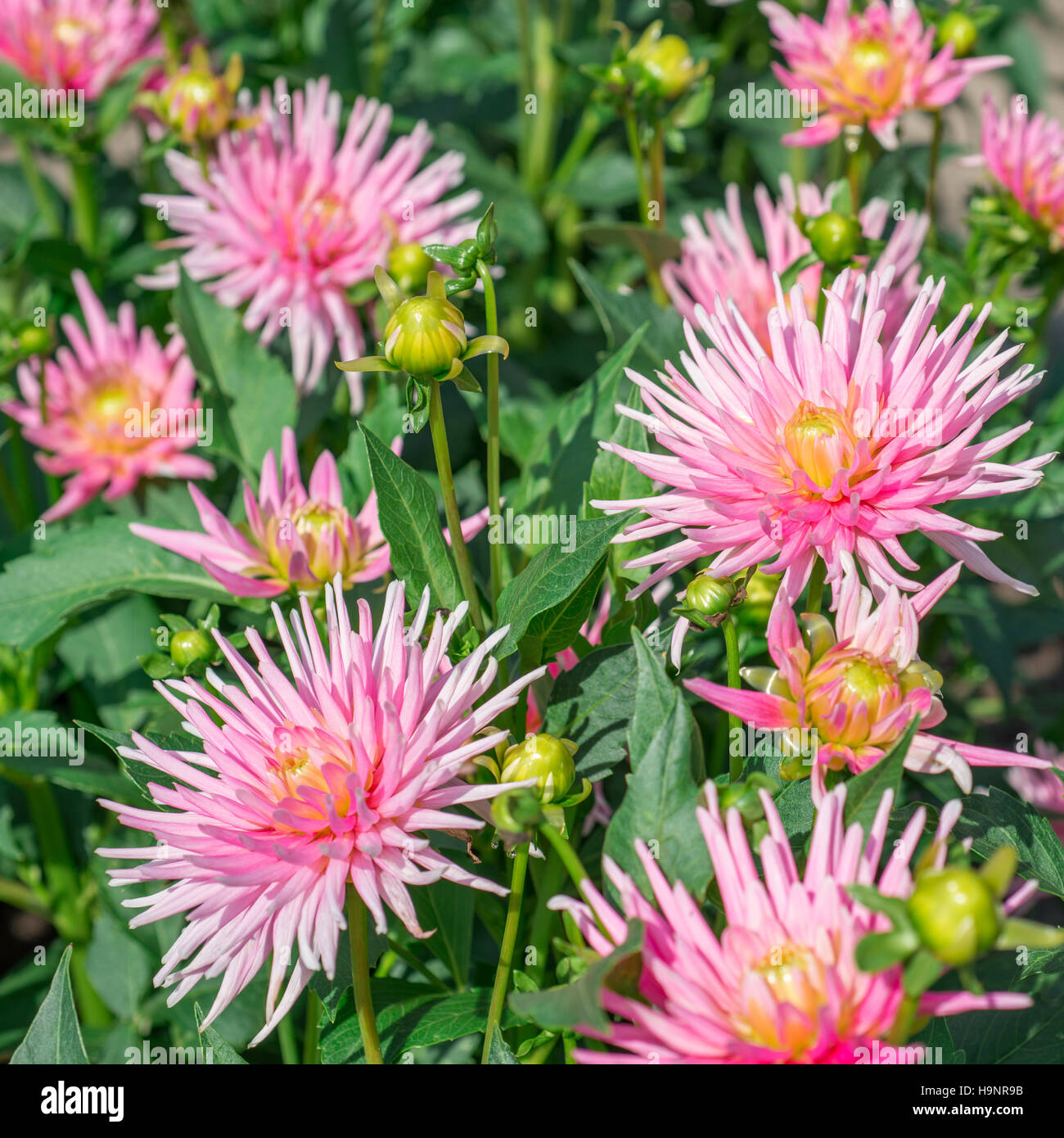 Pink flower dahlia Stock Photo - Alamy