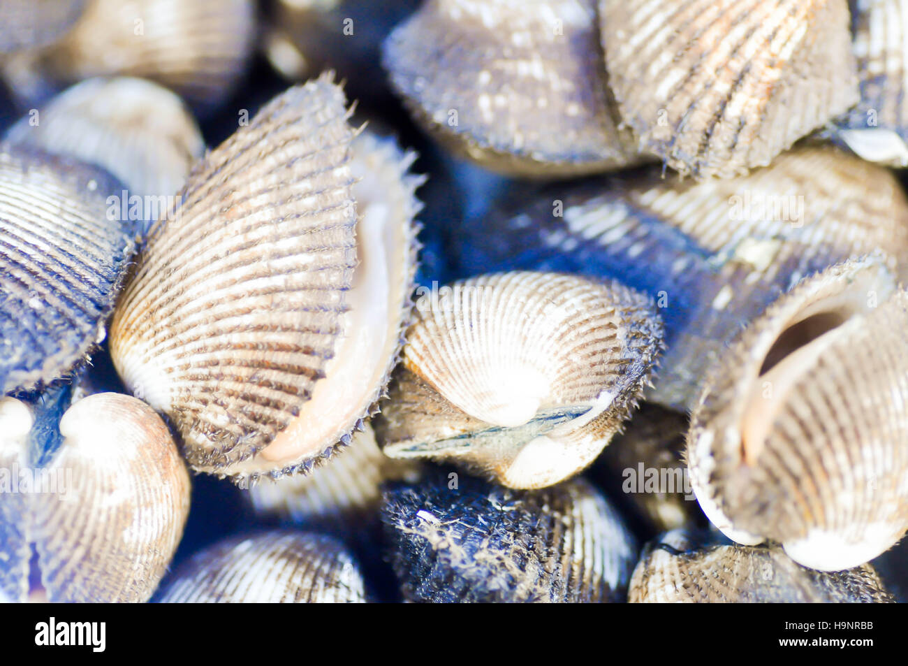 Inaequivalvis hi-res stock photography and images - Alamy