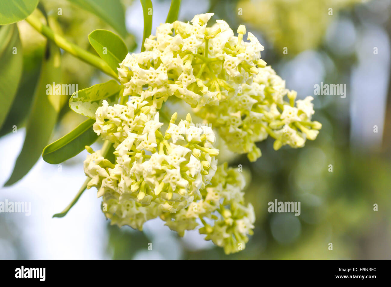 Dita, Devil Tree or Alstonia scholaris flower in the garden Stock Photo ...