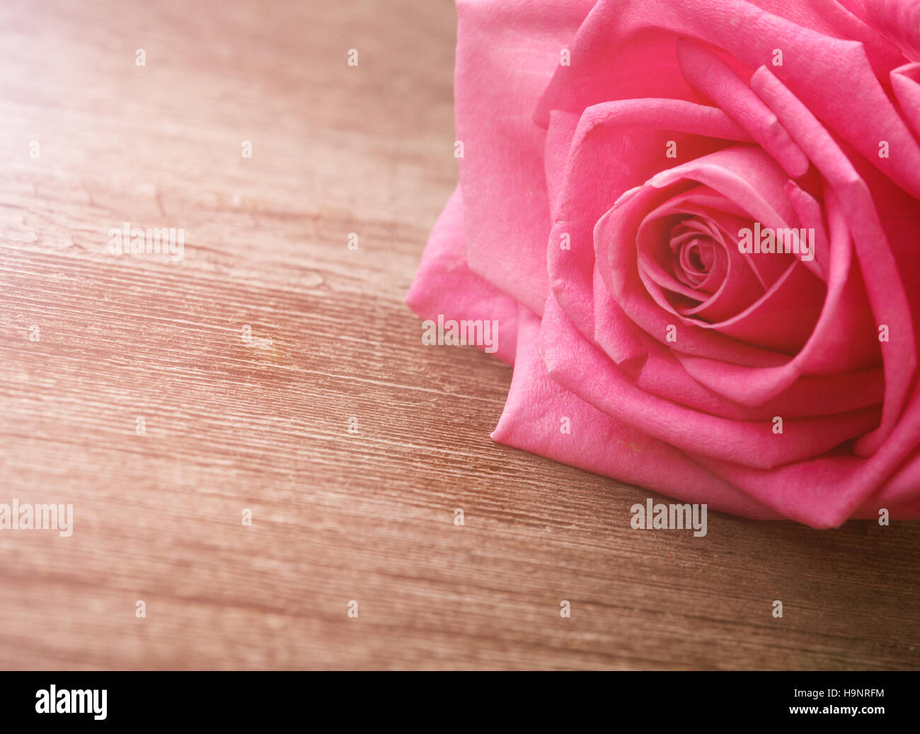 pink rose head on the wooden background Stock Photo - Alamy
