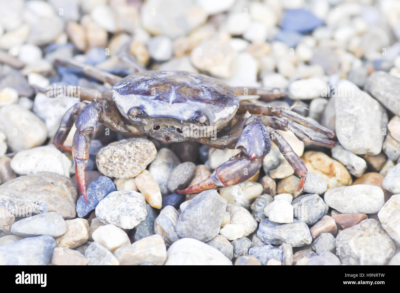 black field crab or black rice crab on the floor Stock Photo - Alamy