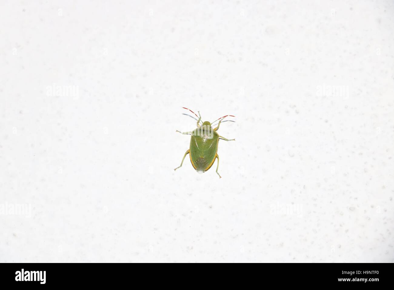 Green soldier bug is a stink bug belonging to the family Pentatomidae ...