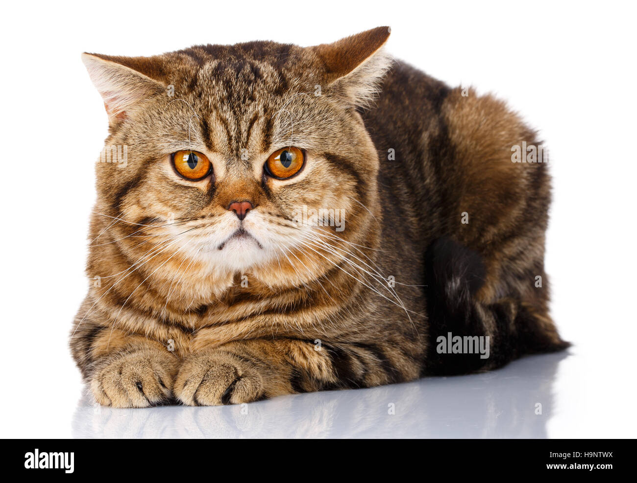 scottish Straight Male Cat Face Lying on isolated white Background ...