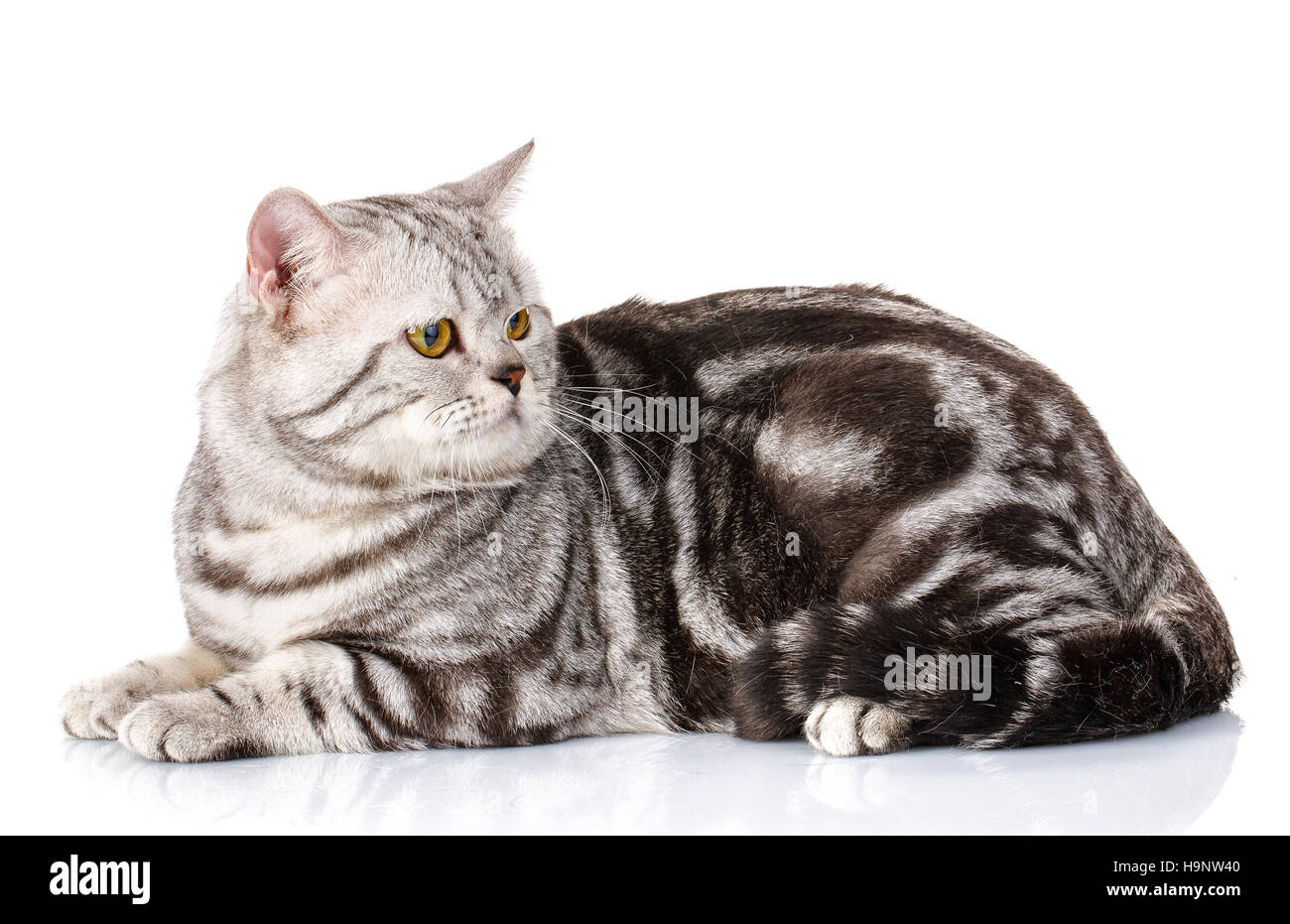 Yellow feline eyes Cut Out Stock Images & Pictures - Alamy