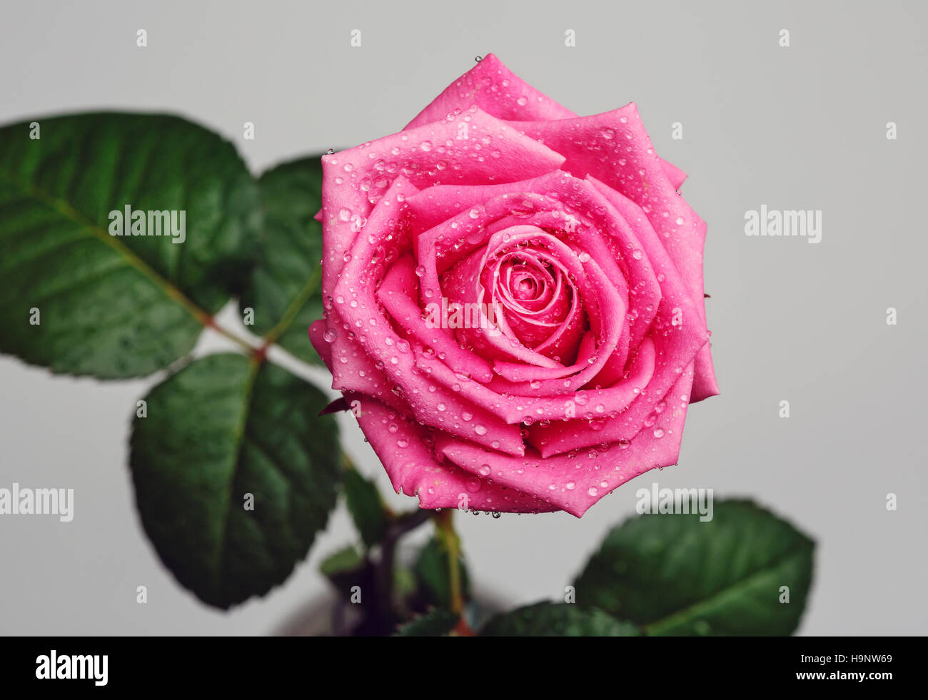 pink rose head isolated on white background Stock Photo - Alamy