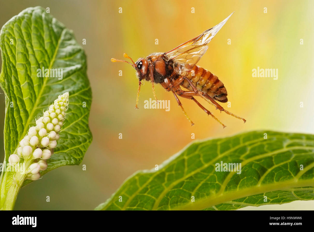 Cimbex luteus (Cimbex luteus) sawfly, pokeweed (Phytolacca sp.), Saxony ...