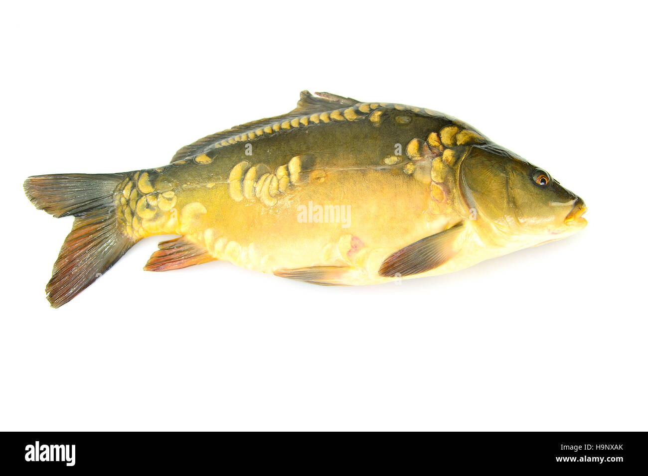 Underwater carp Cut Out Stock Images & Pictures - Alamy