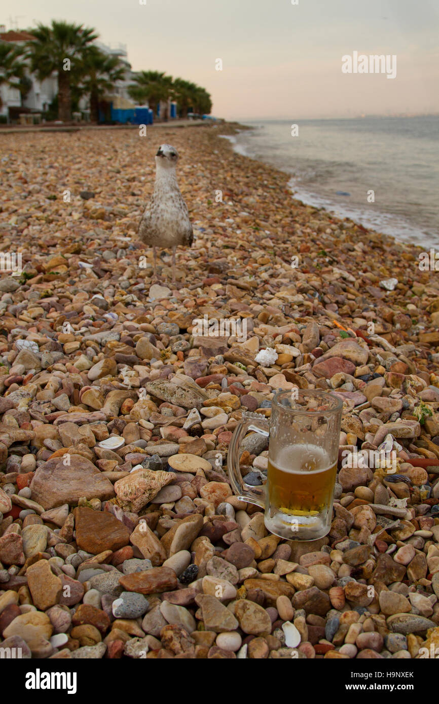 Seagull and glass of beer on the pebble beach Stock Photo - Alamy