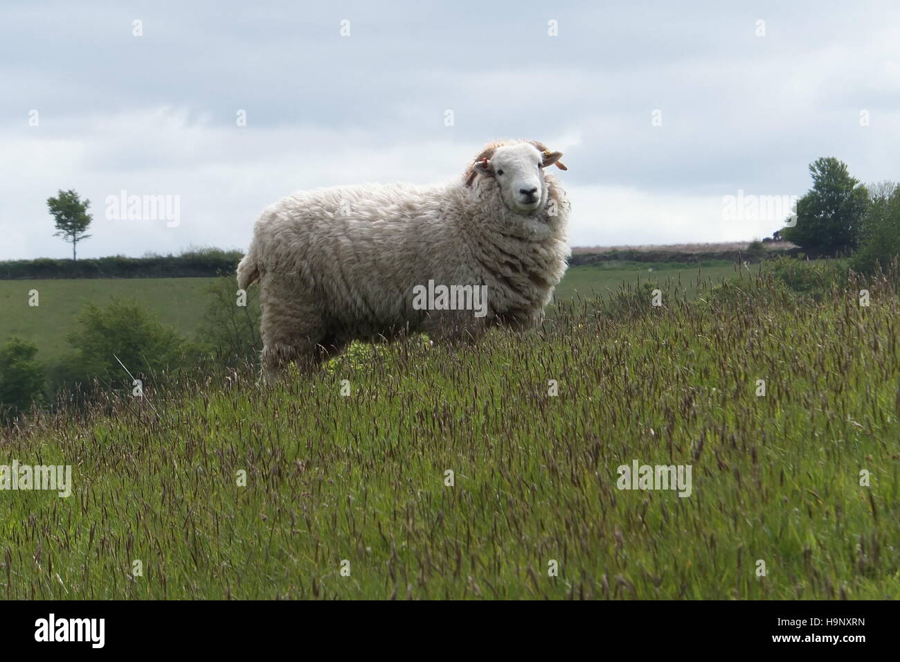 Sheep on Exmoor Stock Photo - Alamy