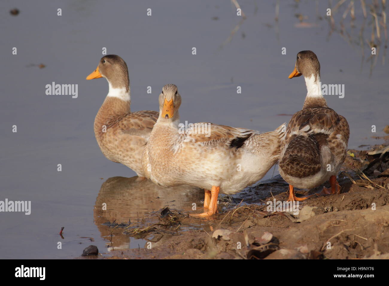 Three ducks hi-res stock photography and images - Alamy