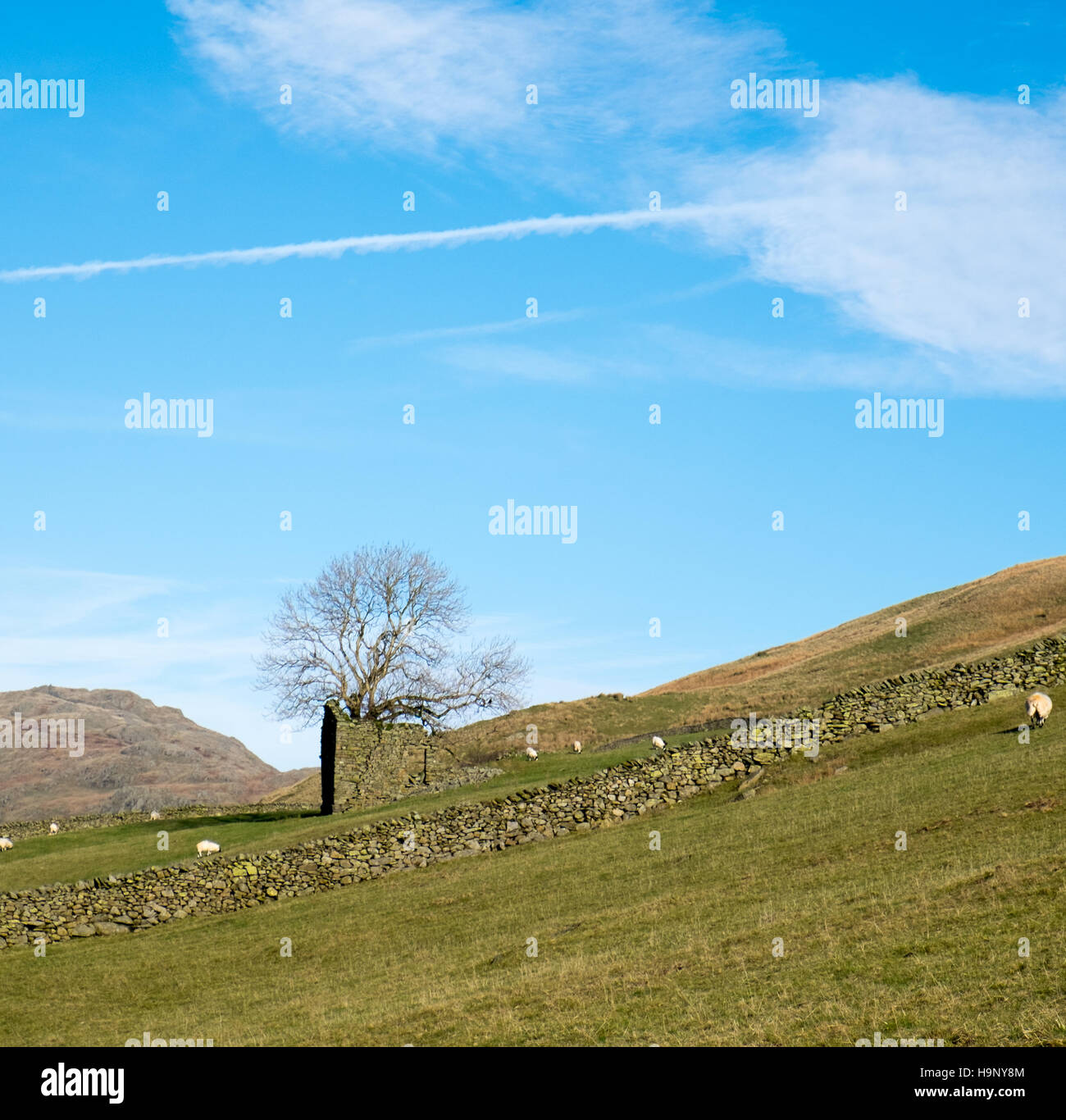 Derelict stone barn and lone tree in Kentmere valley, Lake District ...